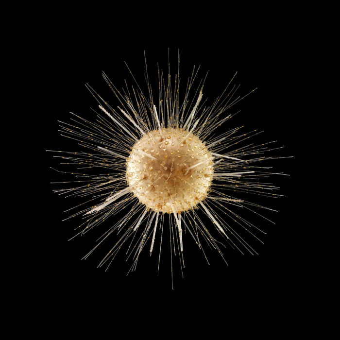 RADIOLARIUM I : Guido Mocafico