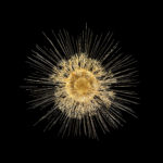 RADIOLARIUM I : Guido Mocafico