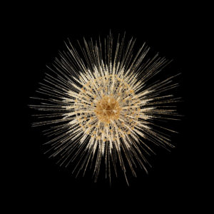 RADIOLARIUM I : Guido Mocafico