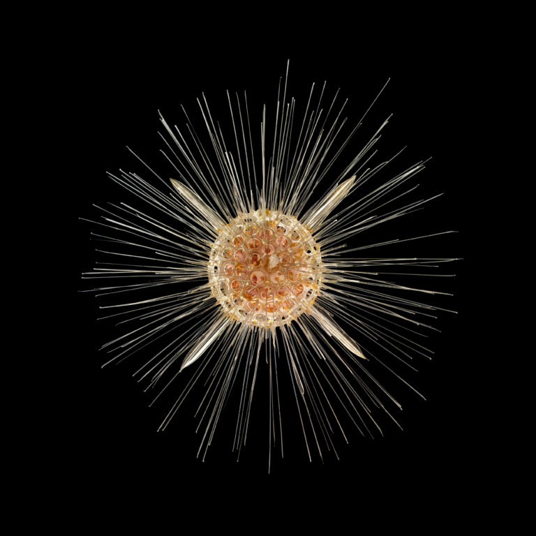 RADIOLARIUM I : Guido Mocafico