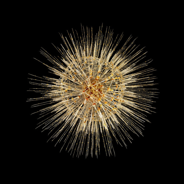 RADIOLARIUM I : Guido Mocafico