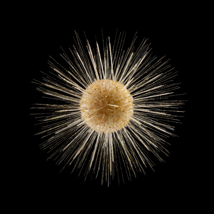 RADIOLARIUM I : Guido Mocafico