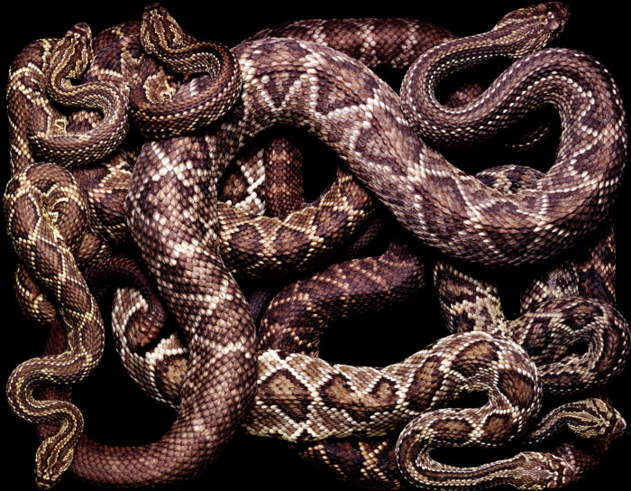 SERPENS I : Guido Mocafico